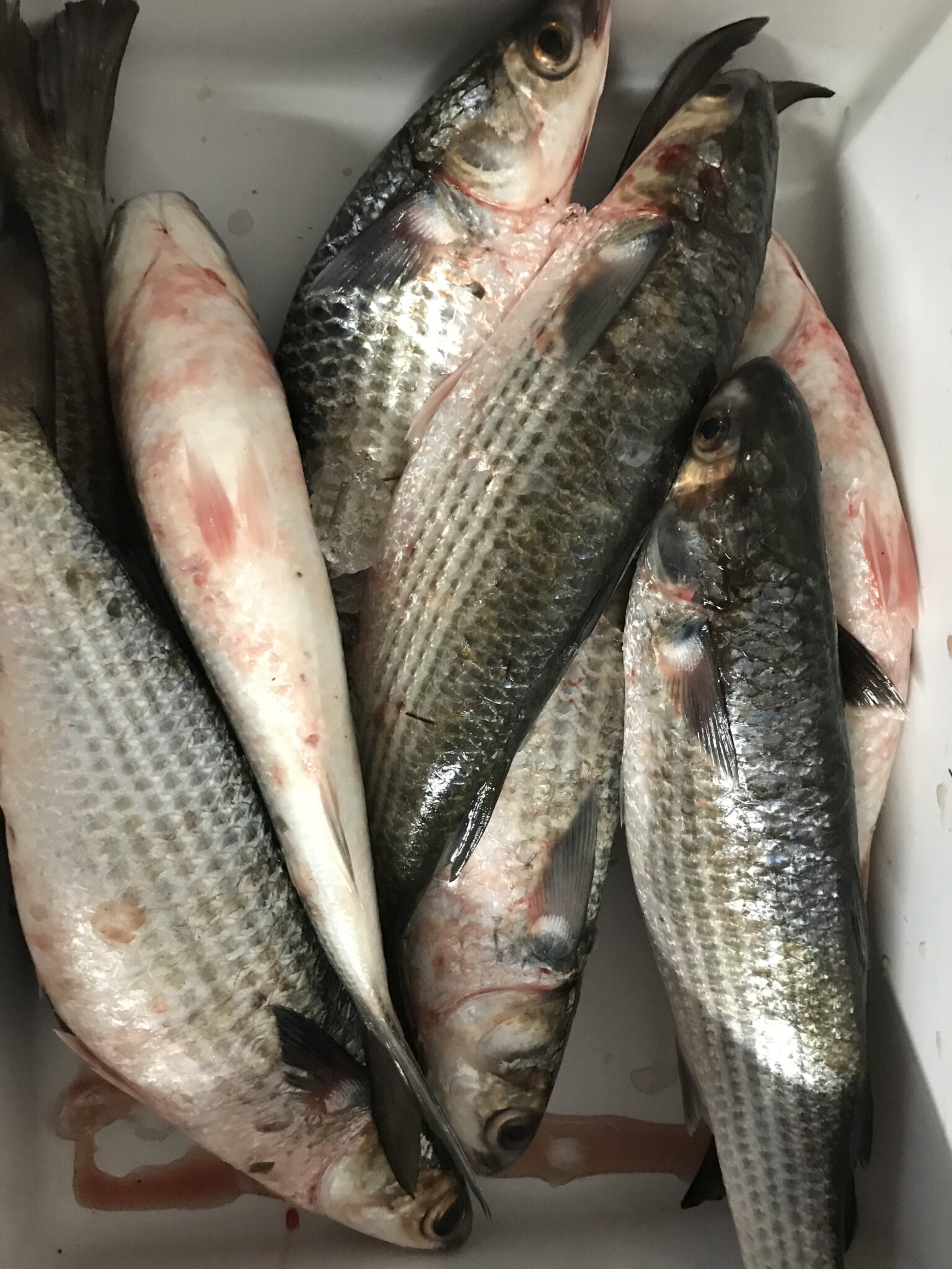 Fresh Bait On The Outer Banks 10/4/20 | Bob's Bait & Tackle
