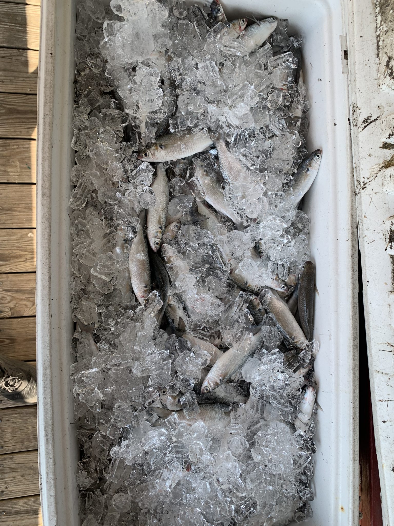 Fish Are Biting 10/4/23 | Bob's Bait & Tackle